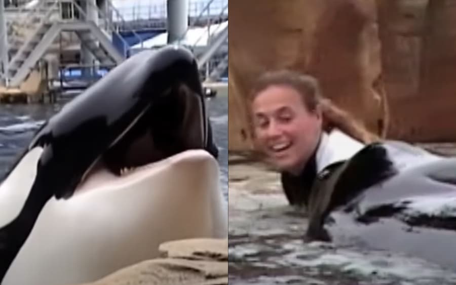 O que aconteceu com a famosa orca do SeaWorld que matou treinadora